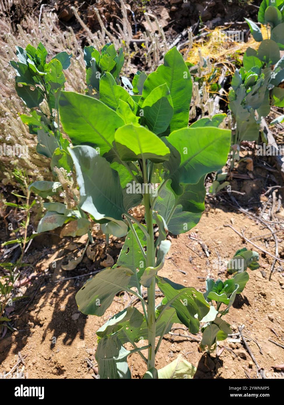 tree tobacco (Nicotiana glauca Stock Photo - Alamy