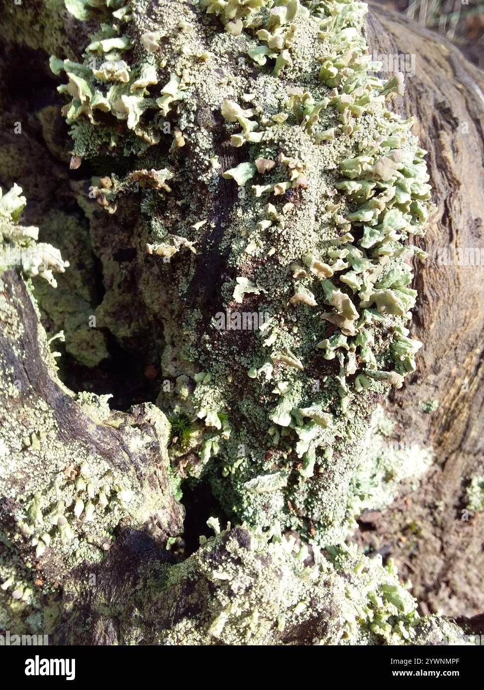 spindles and structured lichens (Cladoniaceae Stock Photo - Alamy