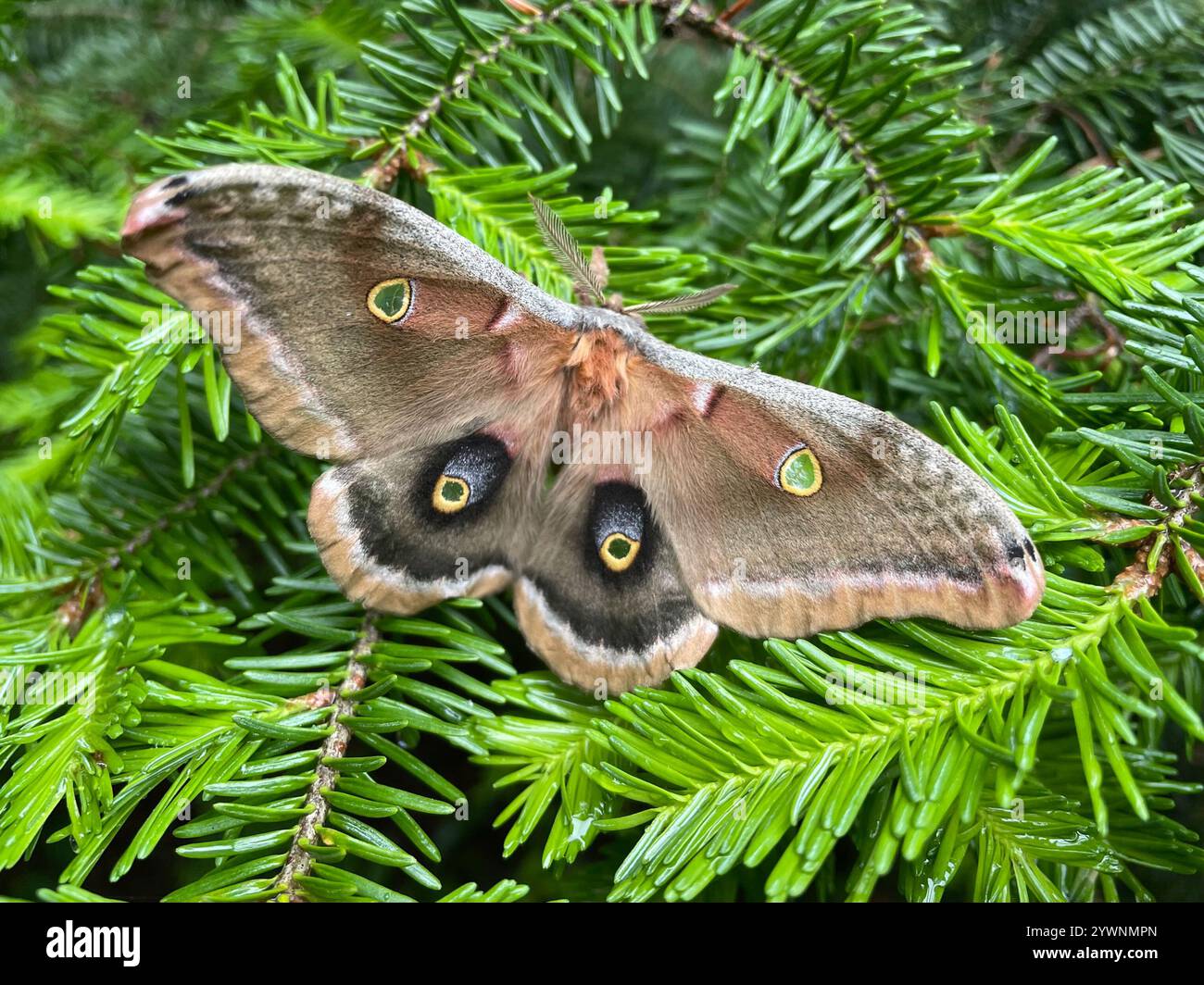 Polyphemus Moth (Antheraea polyphemus Stock Photo - Alamy