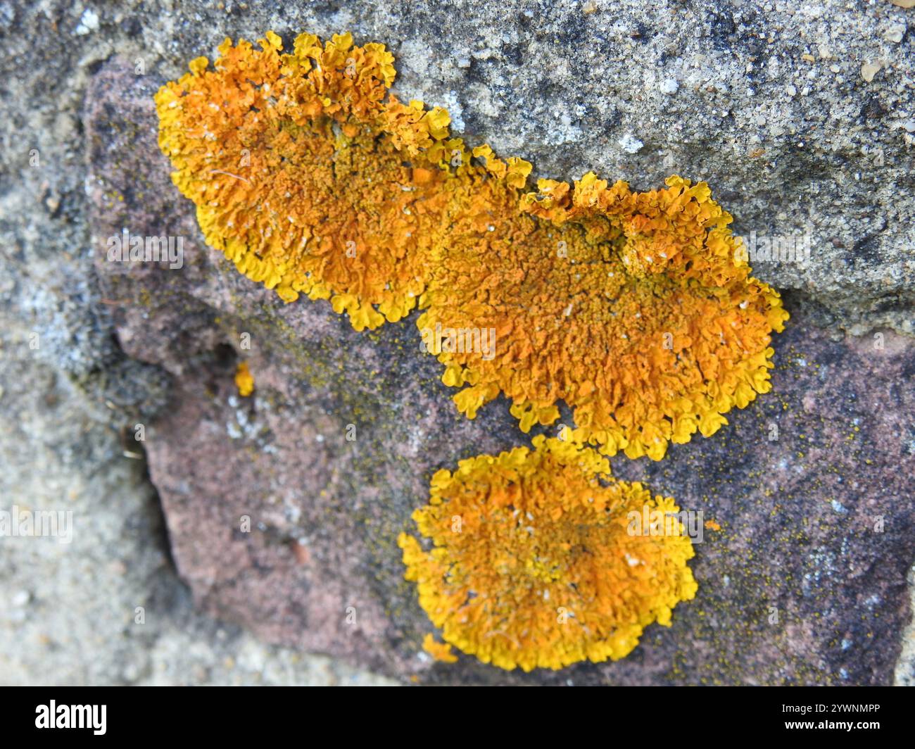 Xanthoria calcicola hi-res stock photography and images - Alamy