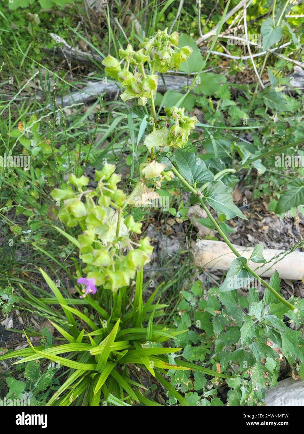 Wild Four o'Clock (Mirabilis nyctaginea Stock Photo - Alamy