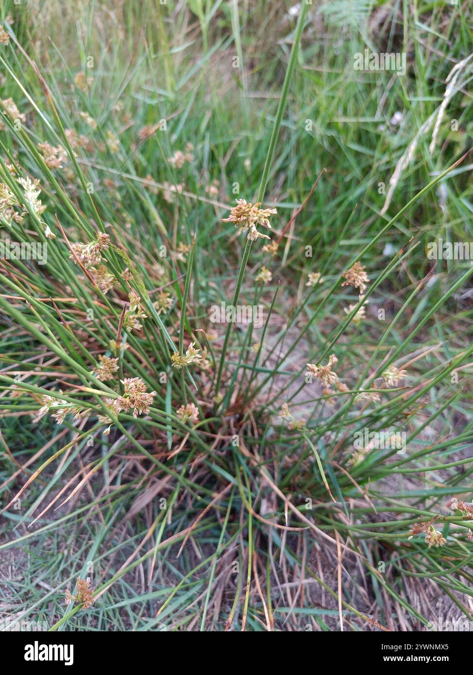 Soft Rush (Juncus effusus Stock Photo - Alamy
