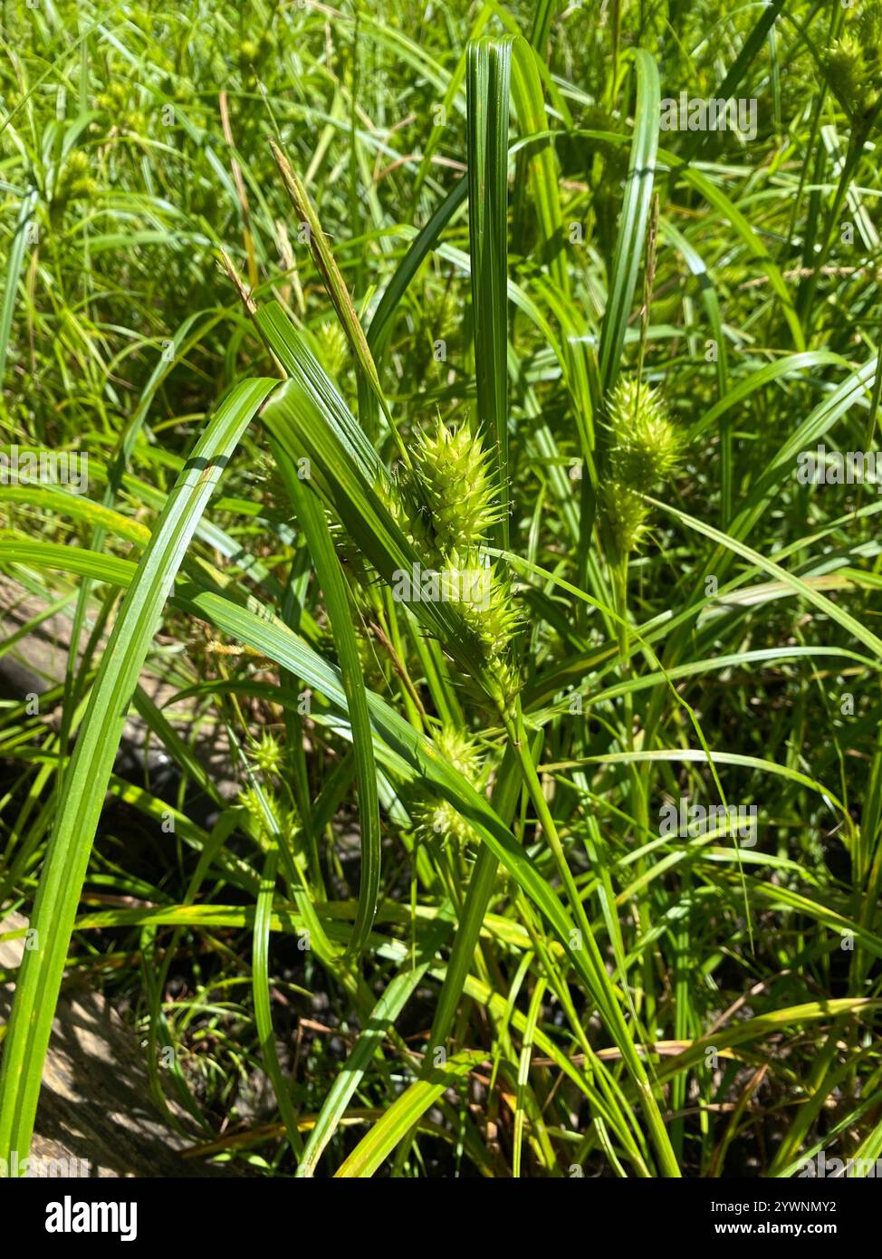 hop sedge (Carex lupulina Stock Photo - Alamy