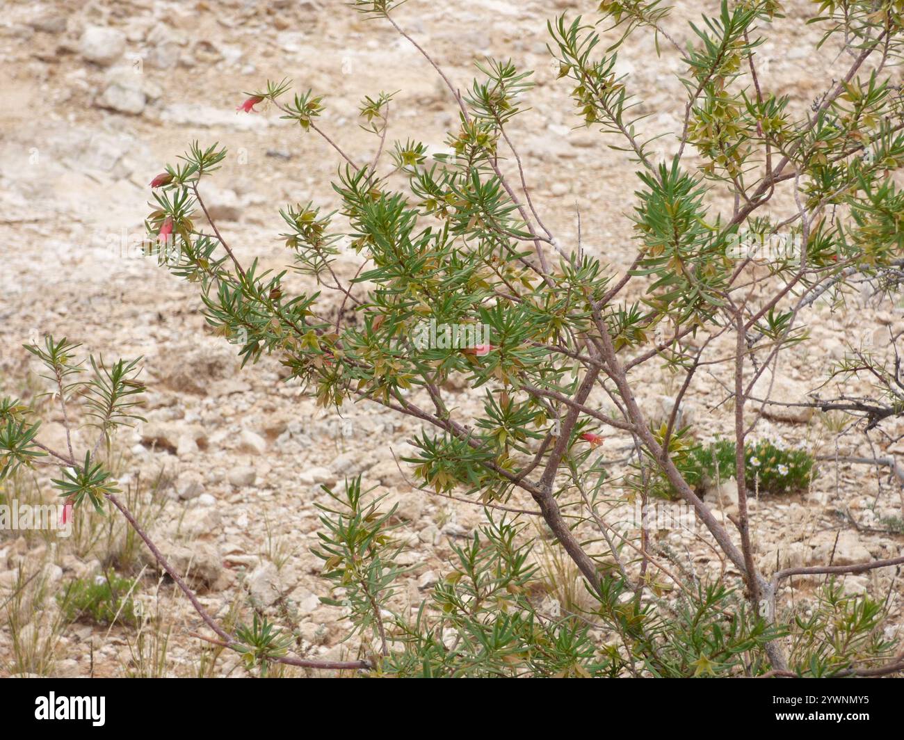crimson turkey bush (Eremophila latrobei Stock Photo - Alamy