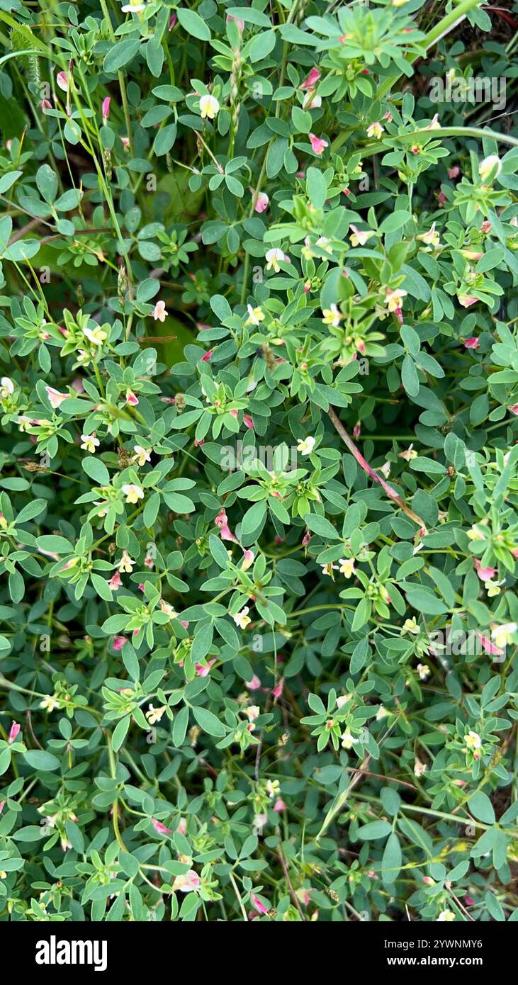 Short-flower Deervetch (Acmispon parviflorus Stock Photo - Alamy