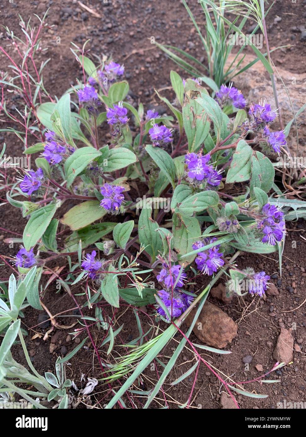 Low Phacelia (Phacelia humilis Stock Photo - Alamy