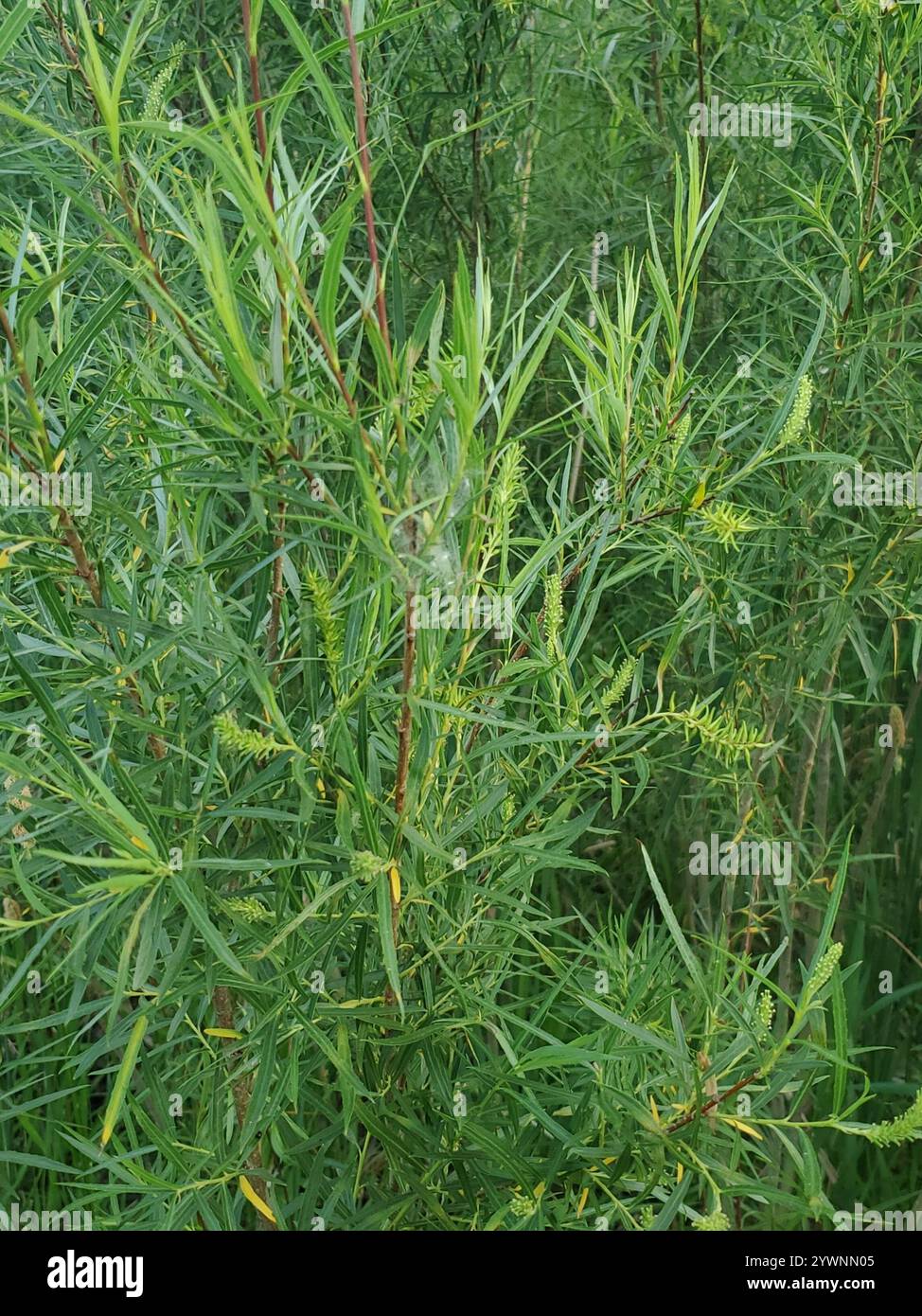 interior sandbar willow (Salix interior Stock Photo - Alamy