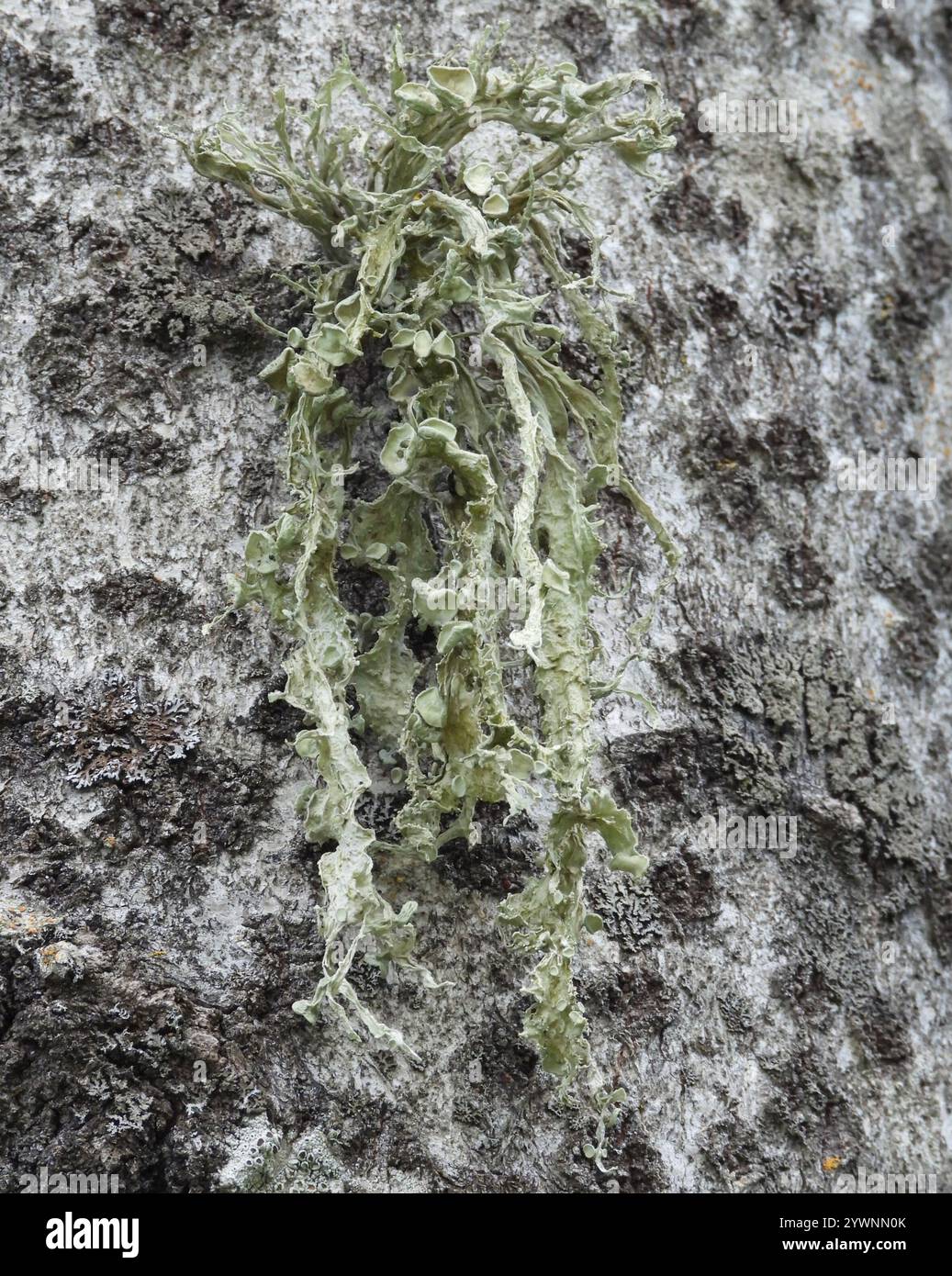 Cartilage lichen hi-res stock photography and images - Alamy