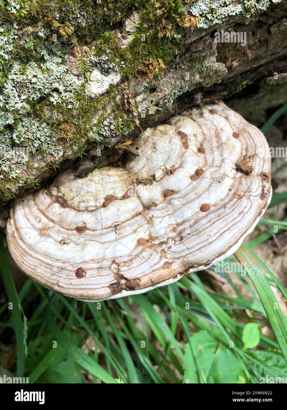 Artist's Brackets, Reishi, and Allies (Ganoderma Stock Photo - Alamy