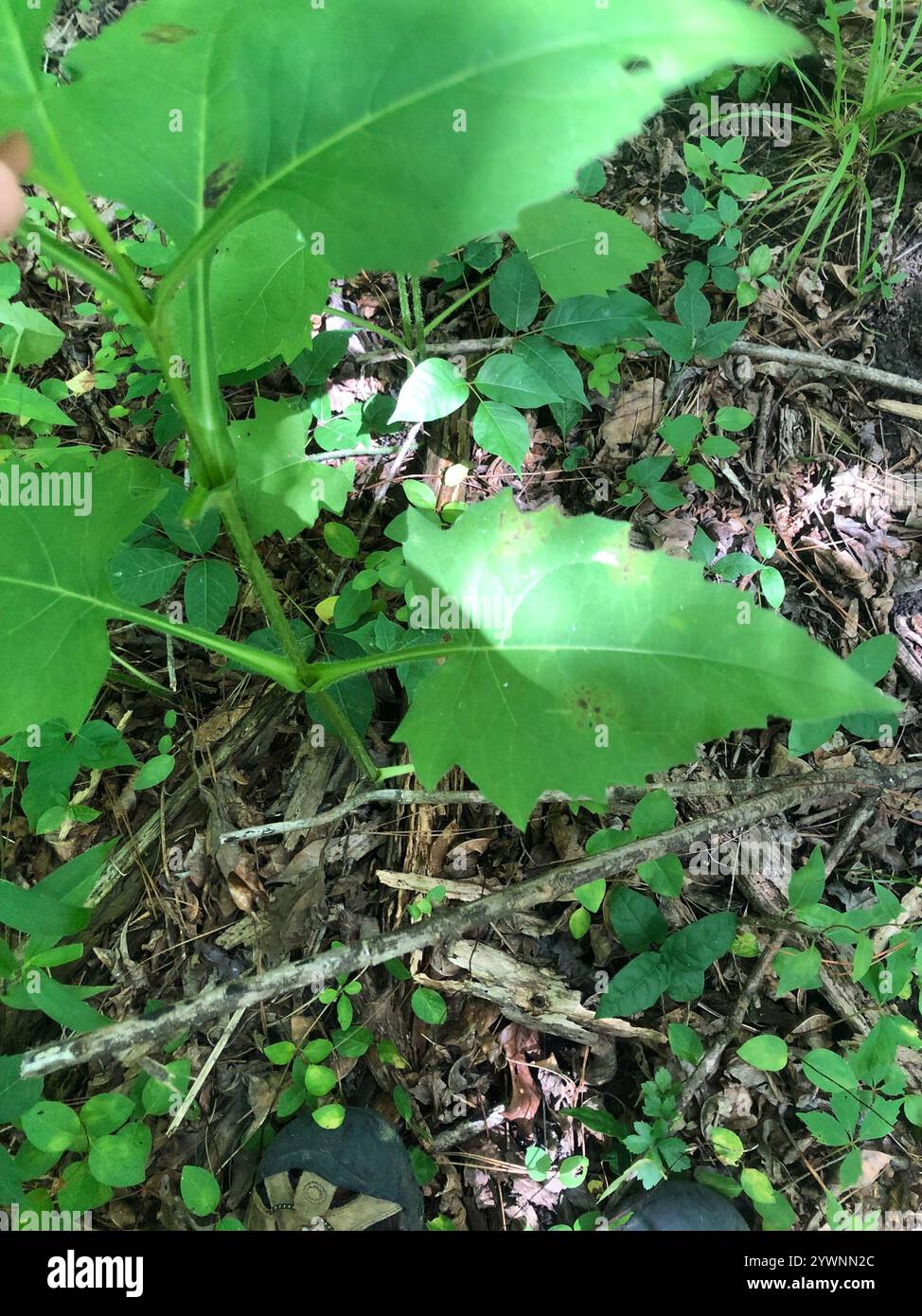 cup plant (Silphium perfoliatum Stock Photo - Alamy