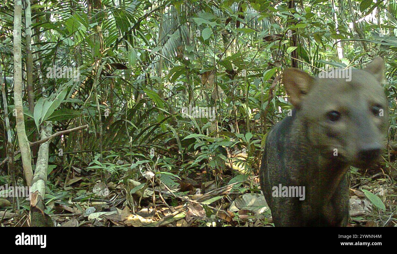 Short-eared Dog (Atelocynus microtis Stock Photo - Alamy