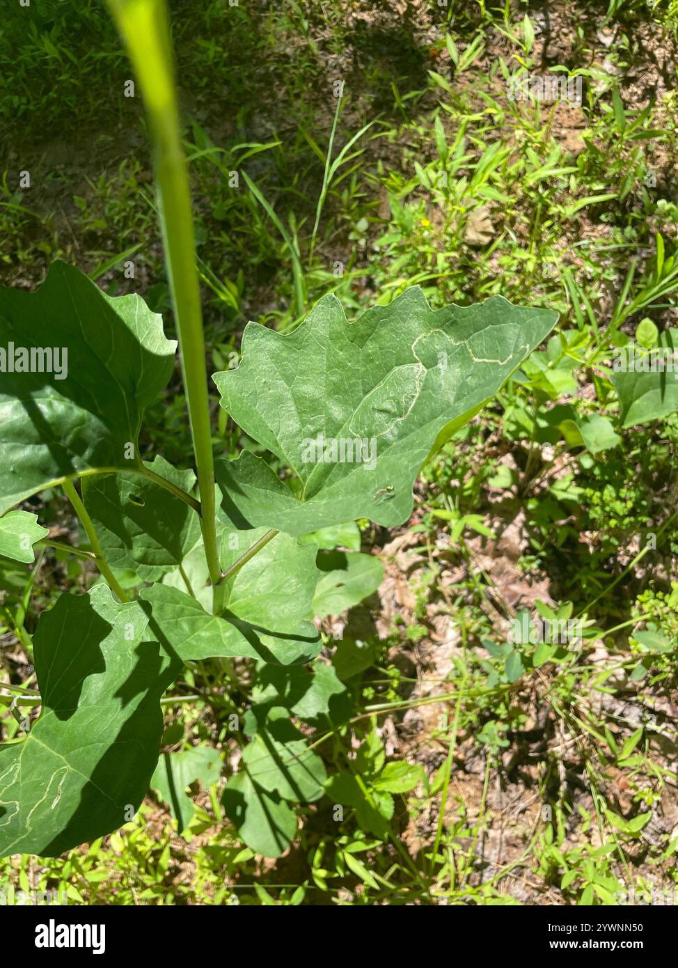 pale Indian plantain (Arnoglossum atriplicifolium Stock Photo - Alamy