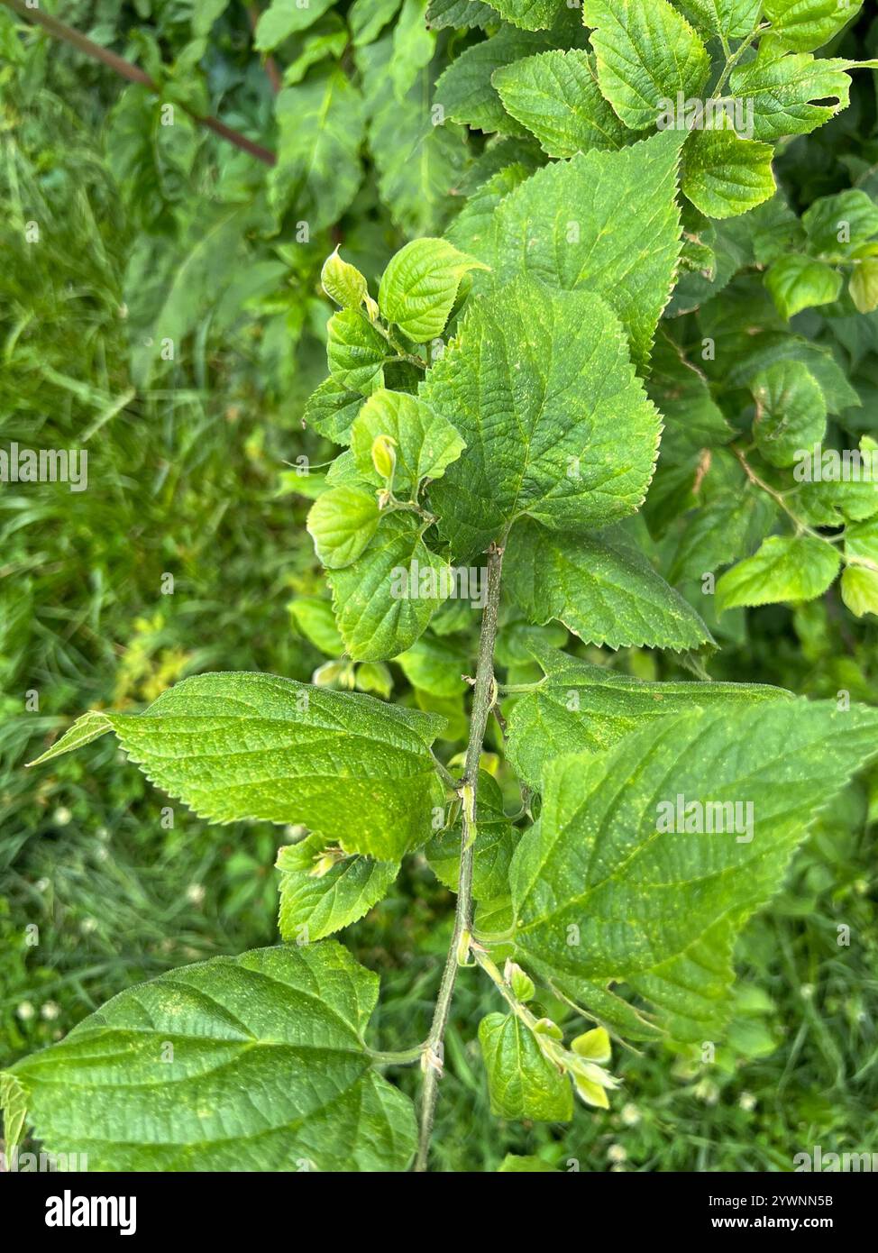 common hackberry (Celtis occidentalis Stock Photo - Alamy
