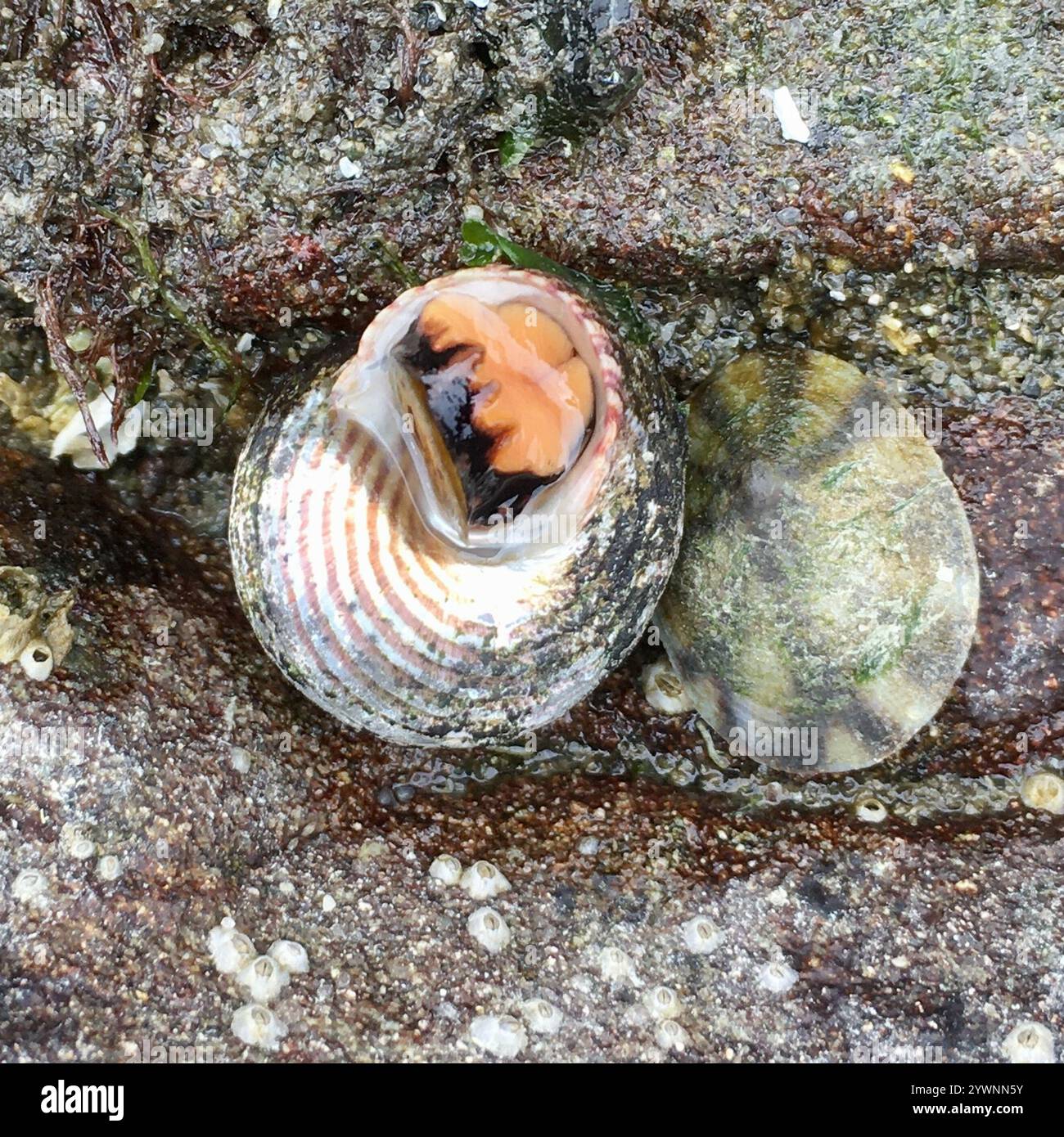 Blue ringed top snail hi-res stock photography and images - Alamy