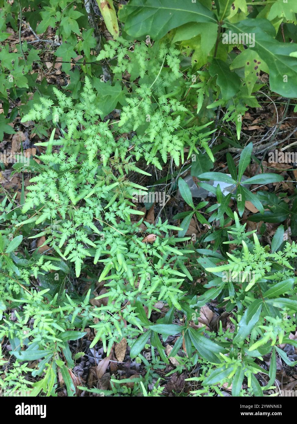 Japanese climbing fern (Lygodium japonicum Stock Photo - Alamy