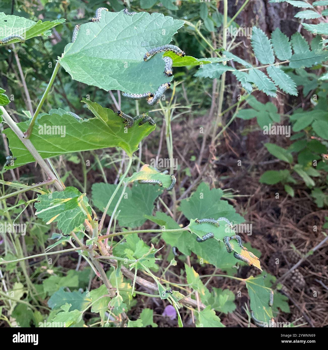 Imported currantworm hi-res stock photography and images - Alamy