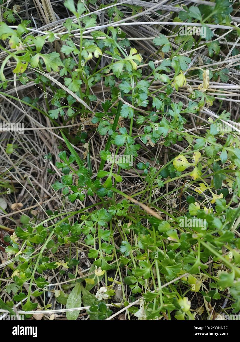 Sea Celery (Apium prostratum Stock Photo - Alamy