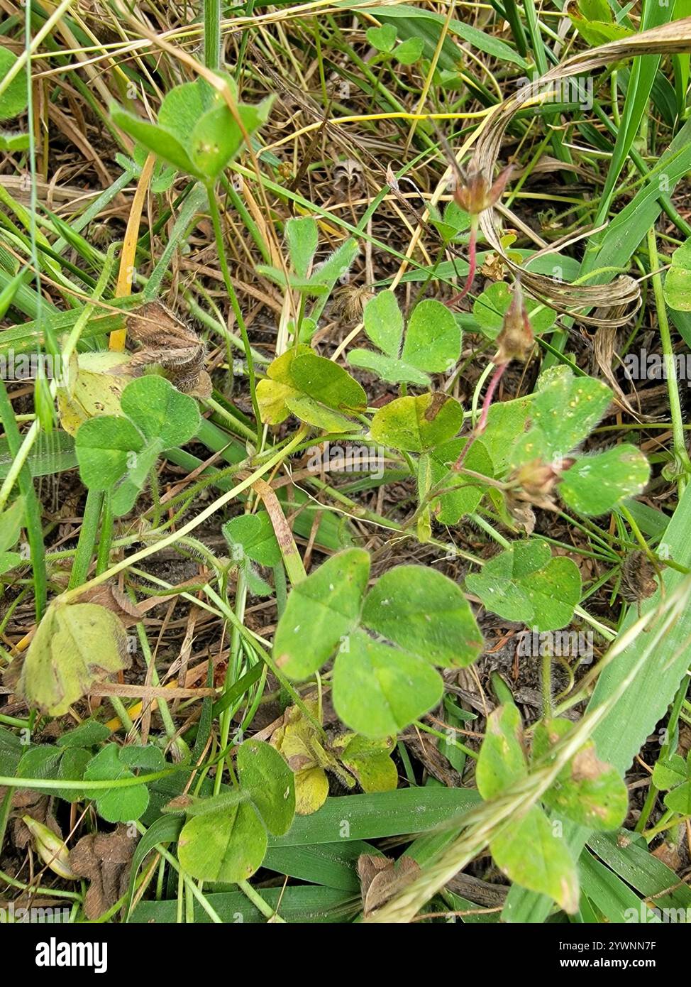 Subterranean Clover (Trifolium subterraneum Stock Photo - Alamy