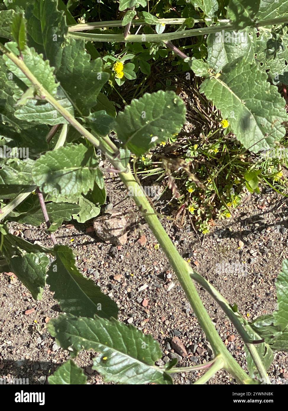 Shortpod Mustard (Hirschfeldia incana Stock Photo - Alamy