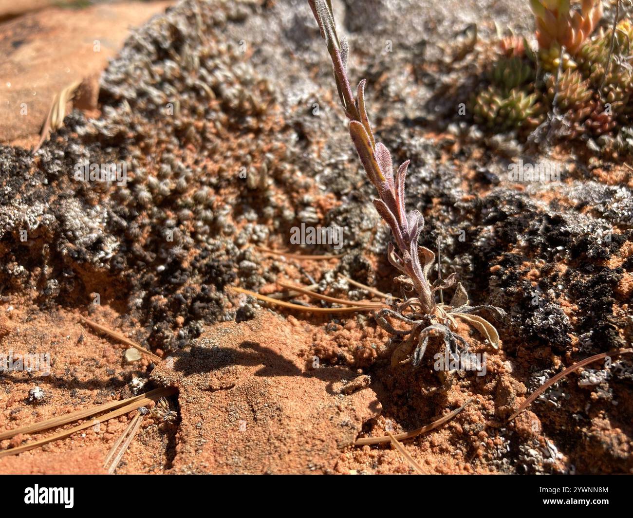 dropseed rockcress (Boechera pendulocarpa Stock Photo - Alamy