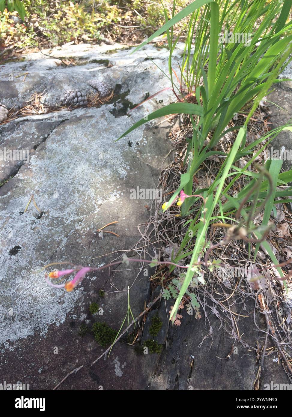 Capnoides sempervirens hi-res stock photography and images - Alamy