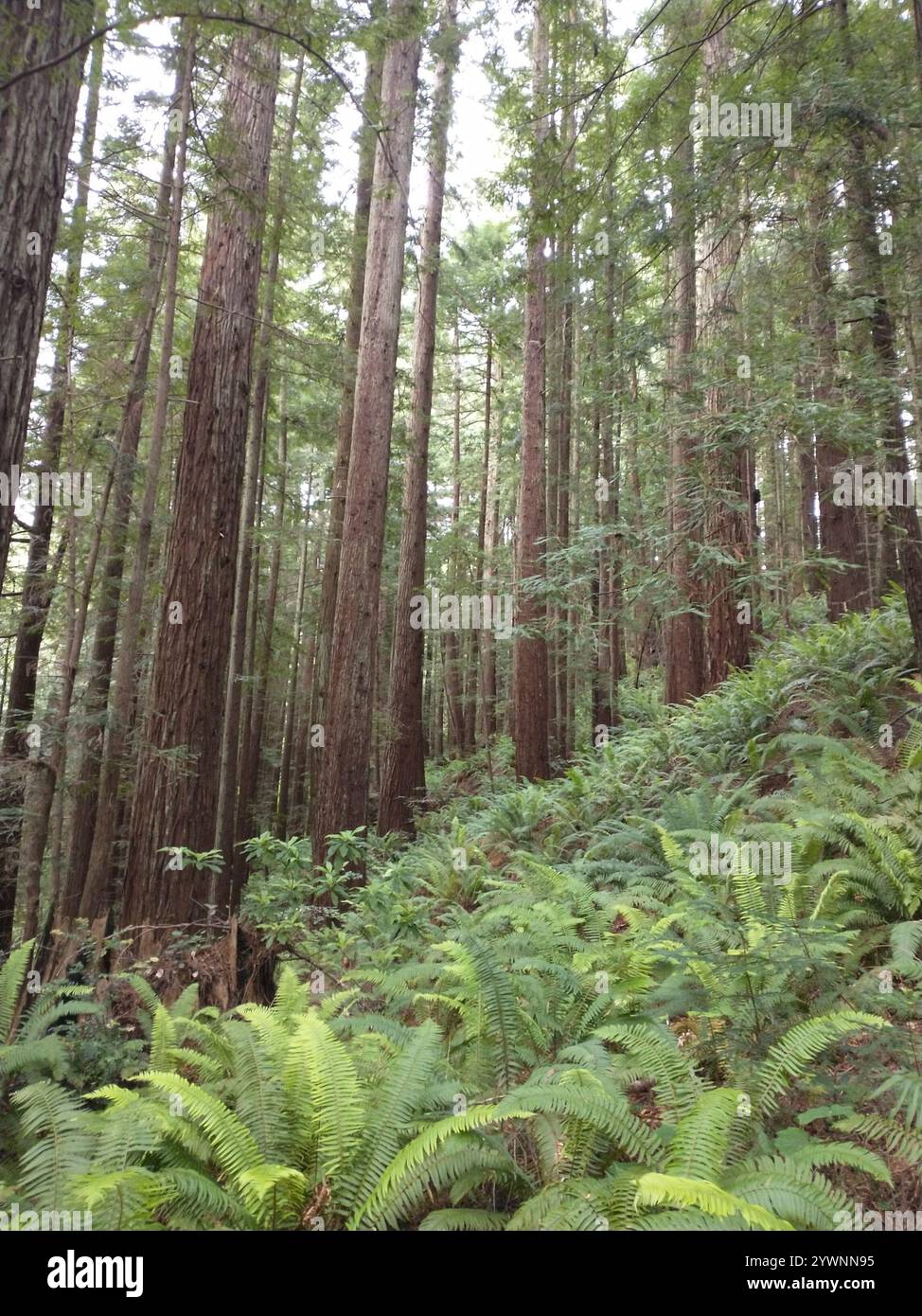 coast redwood (Sequoia sempervirens Stock Photo - Alamy
