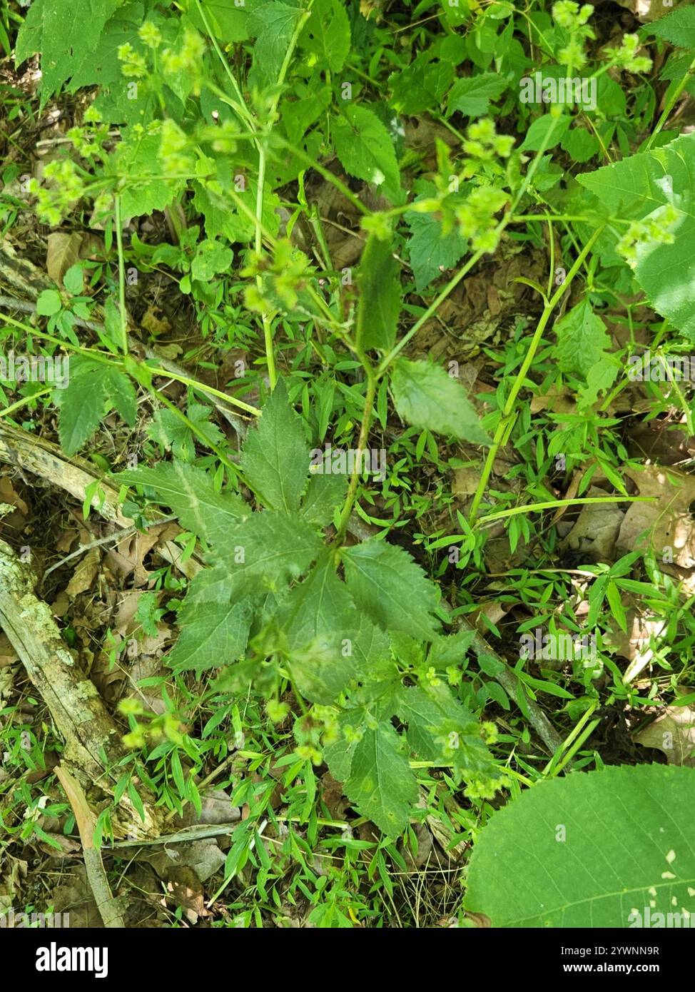 Black Snakeroot (Sanicula canadensis Stock Photo - Alamy