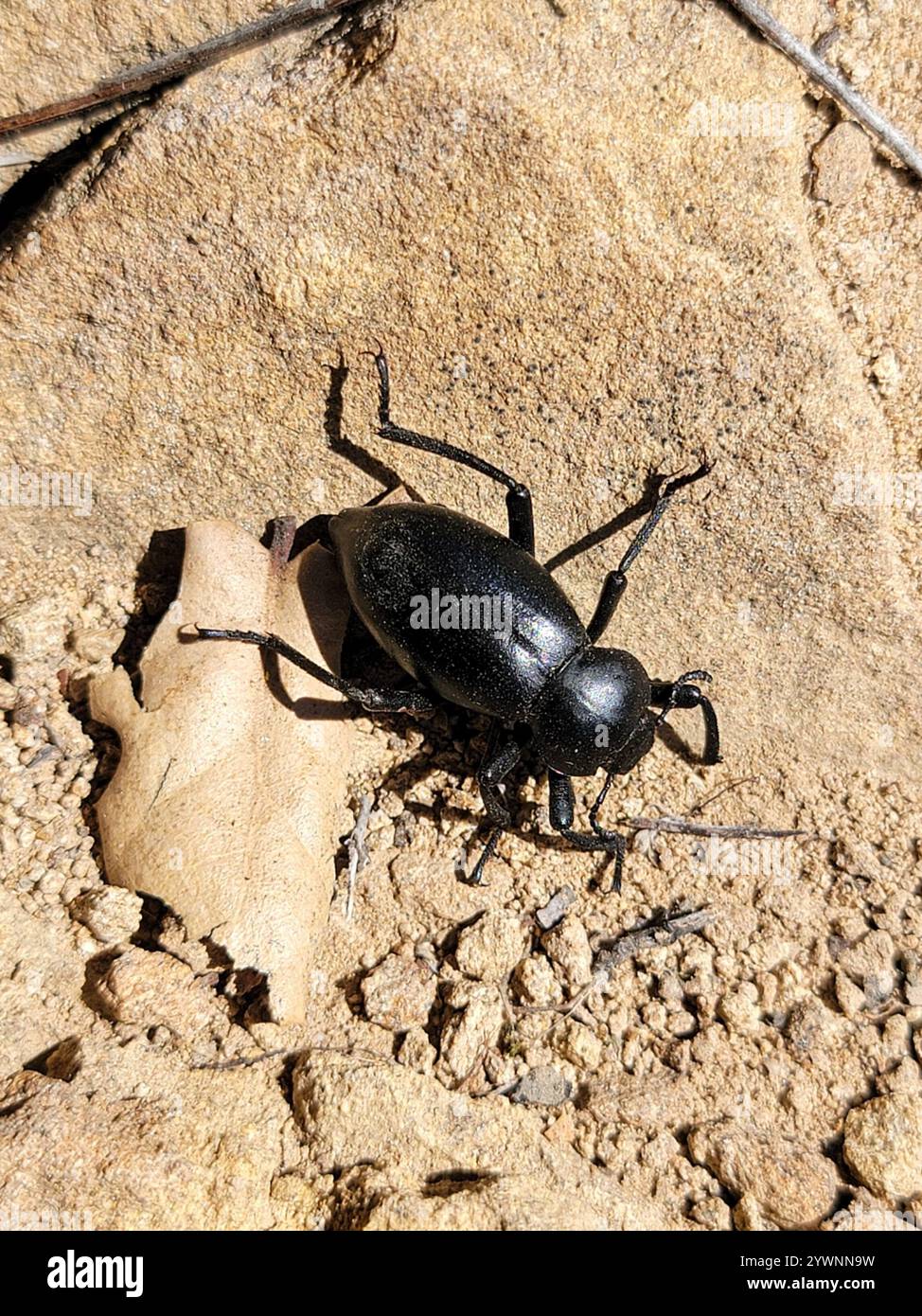 Desert Stink Beetles (Eleodes Stock Photo - Alamy