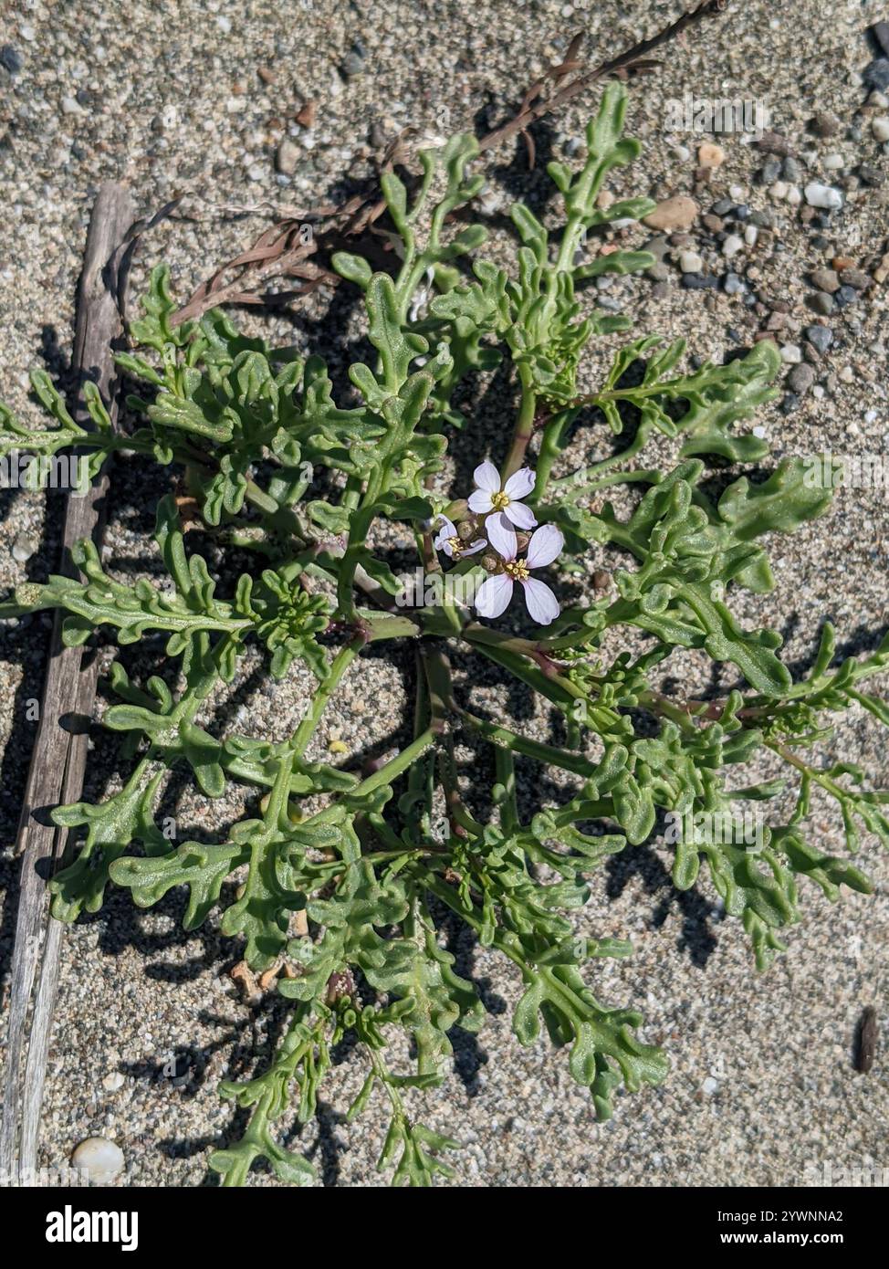 European Searocket (Cakile maritima Stock Photo - Alamy