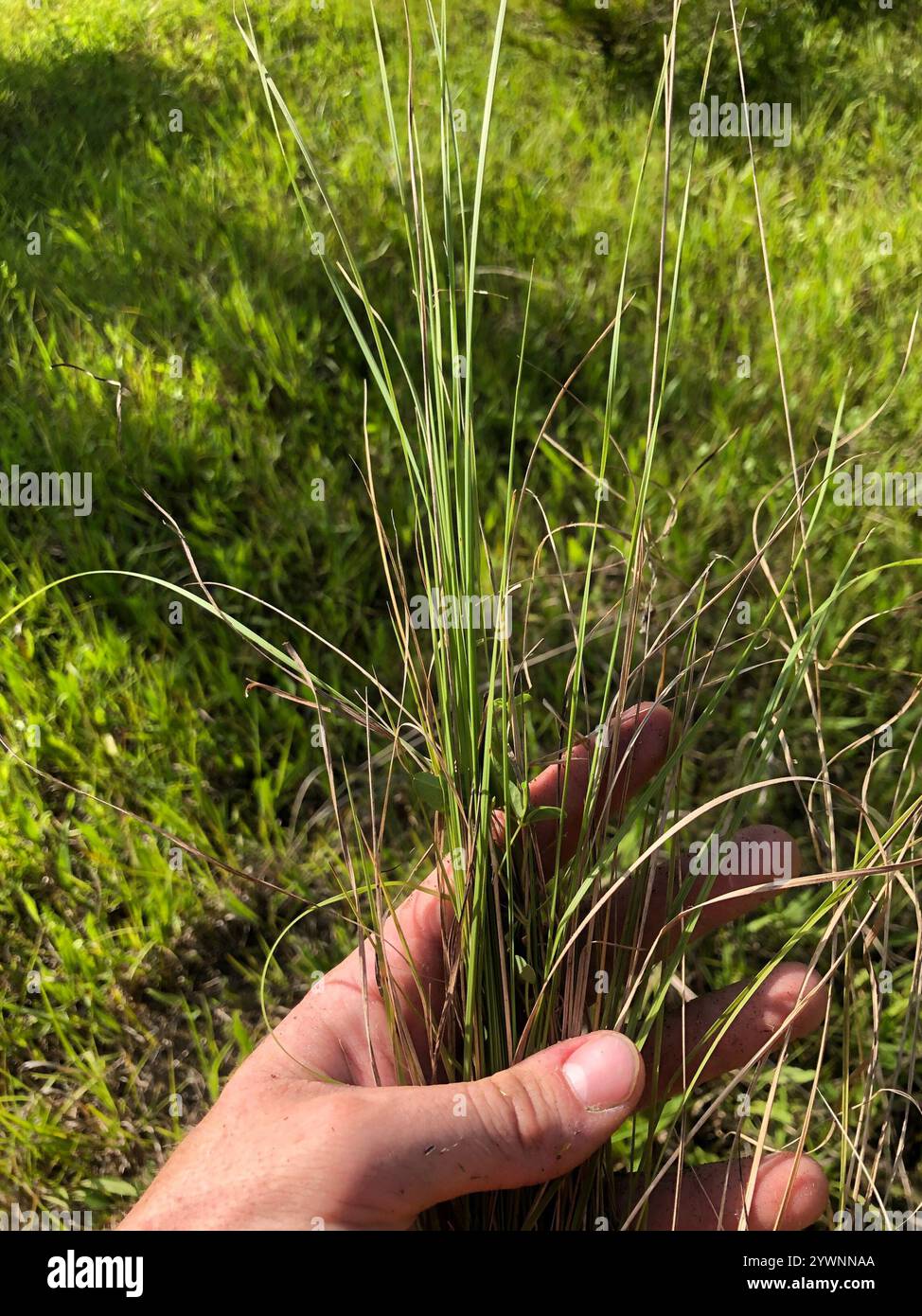 Hairawn Muhly (Muhlenbergia capillaris Stock Photo - Alamy