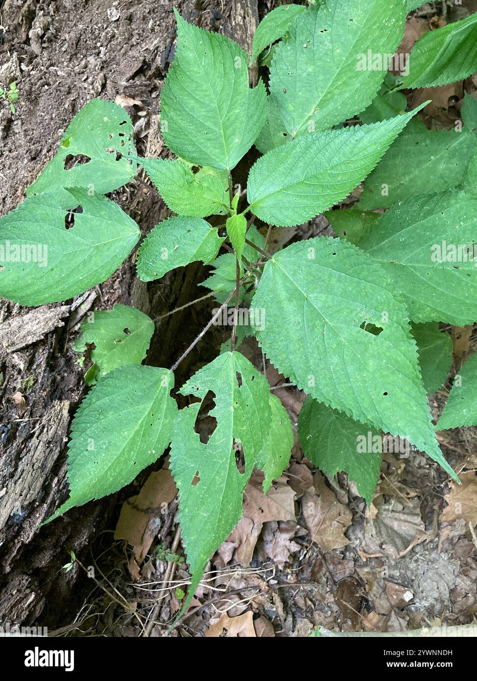 wood nettle (Laportea canadensis Stock Photo - Alamy