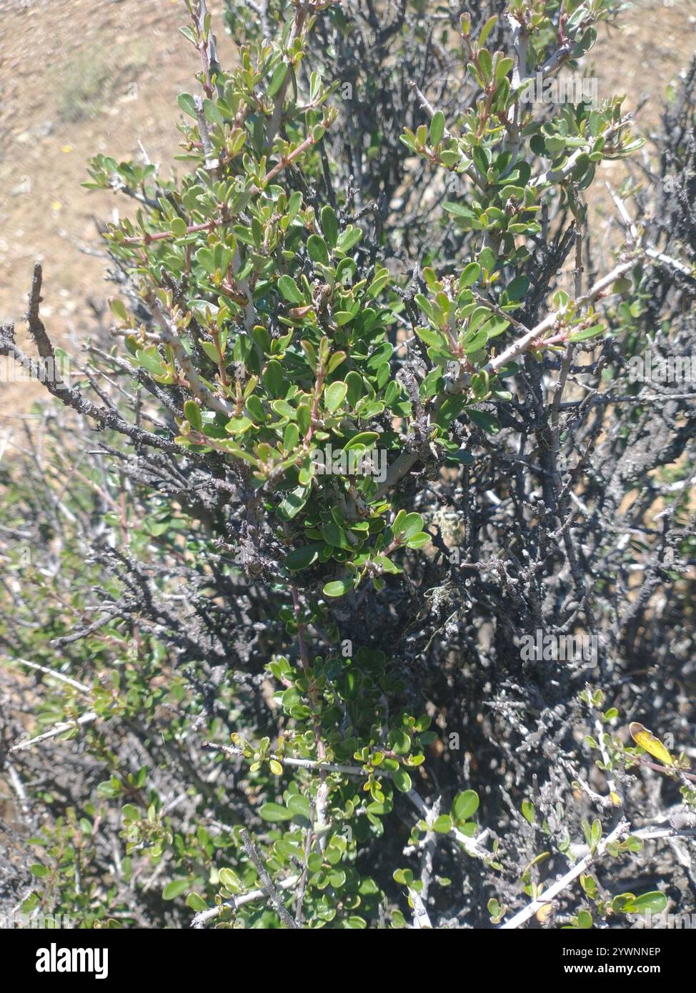 Buckbrush (Ceanothus cuneatus Stock Photo - Alamy