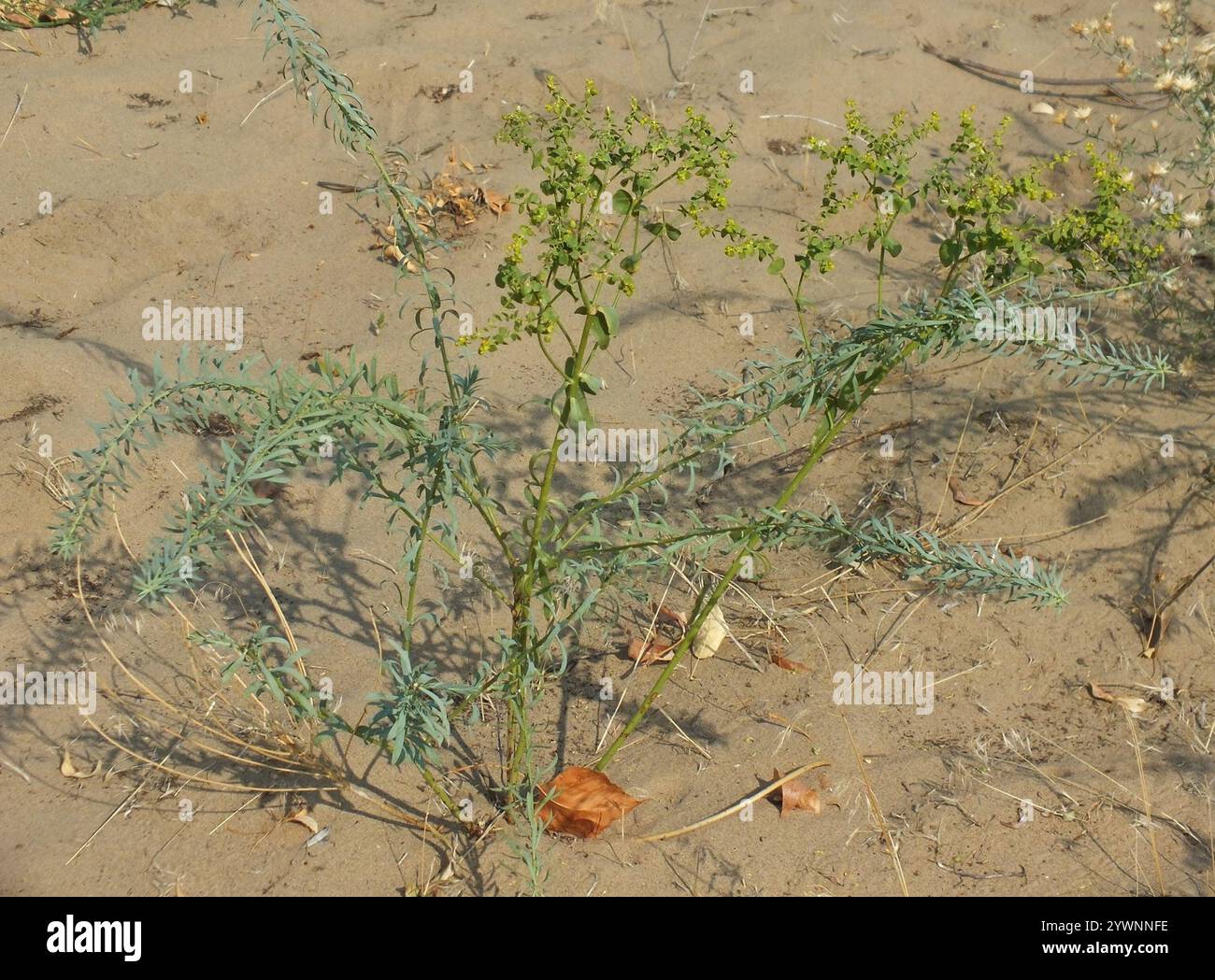 steppe spurge (Euphorbia seguieriana Stock Photo - Alamy