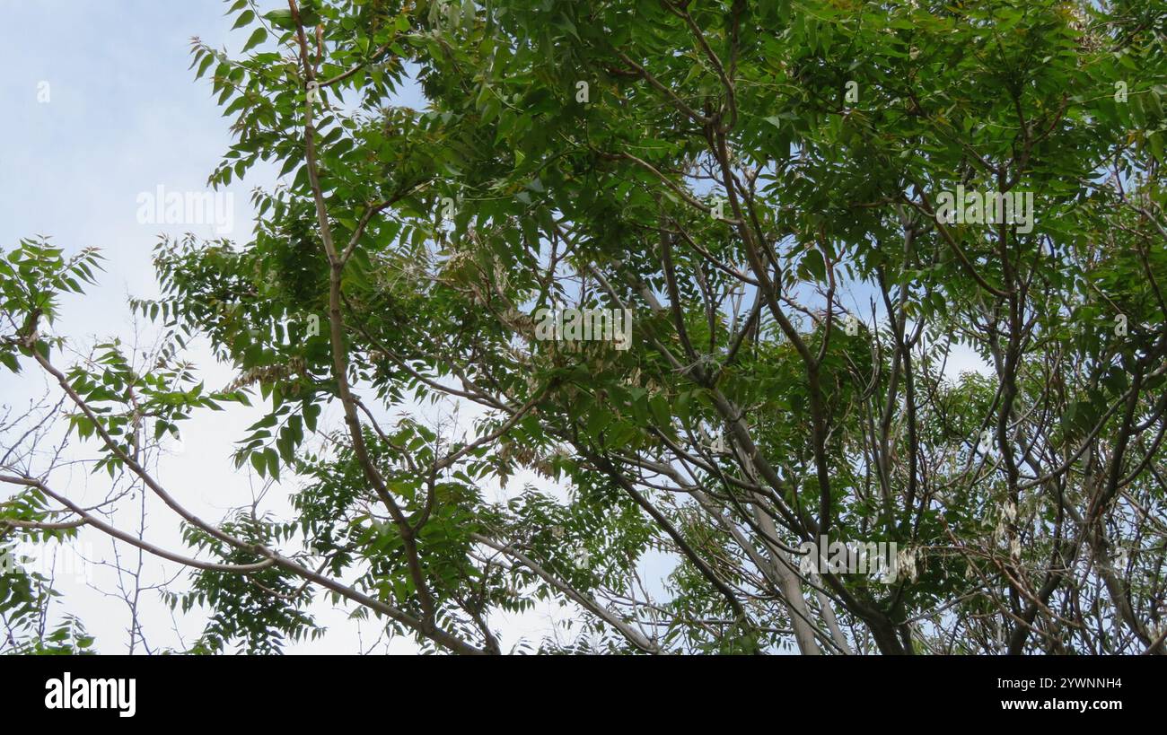 tree-of-heaven (Ailanthus altissima Stock Photo - Alamy