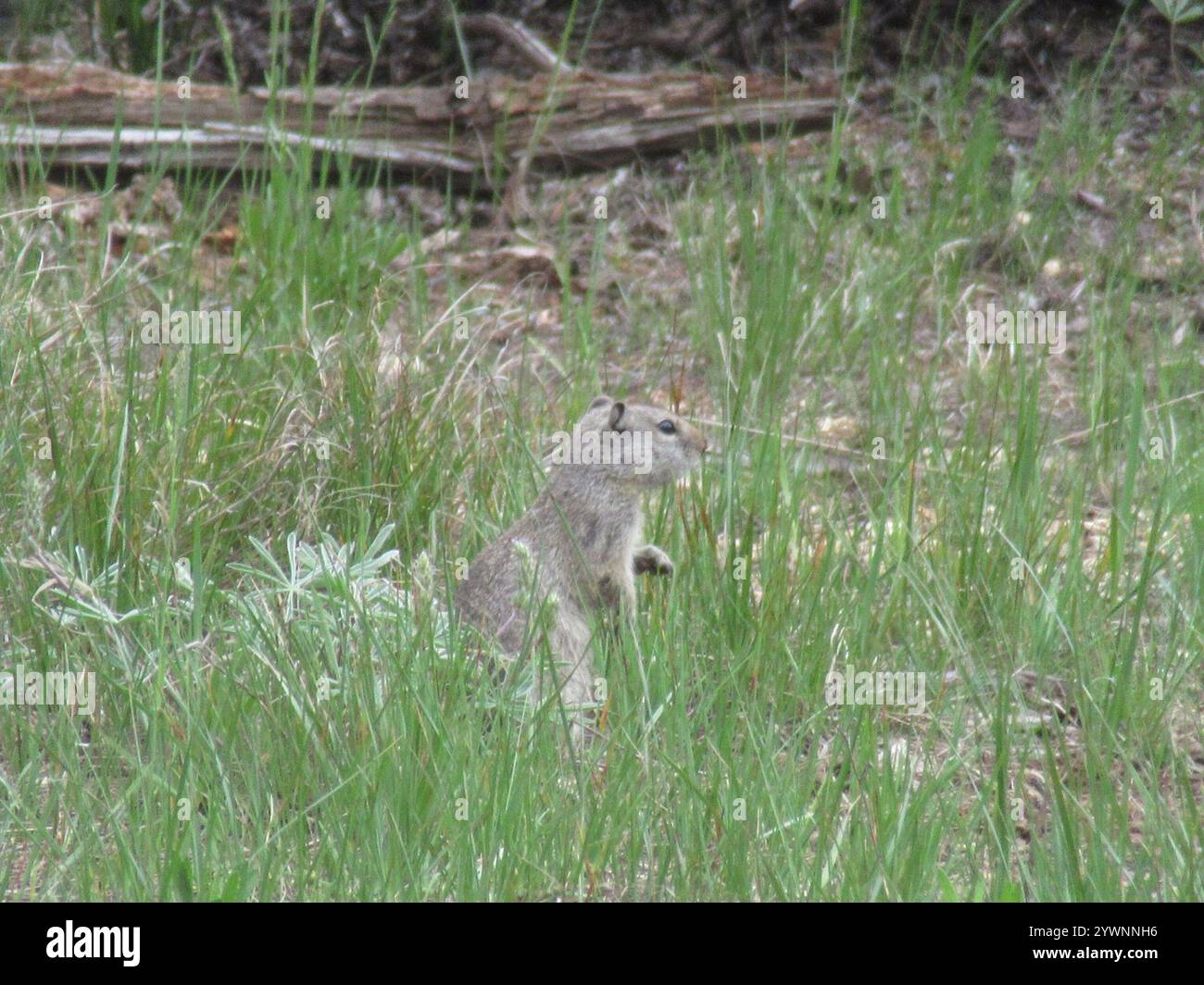 Long-tailed Ground Squirrels (Urocitellus Stock Photo - Alamy