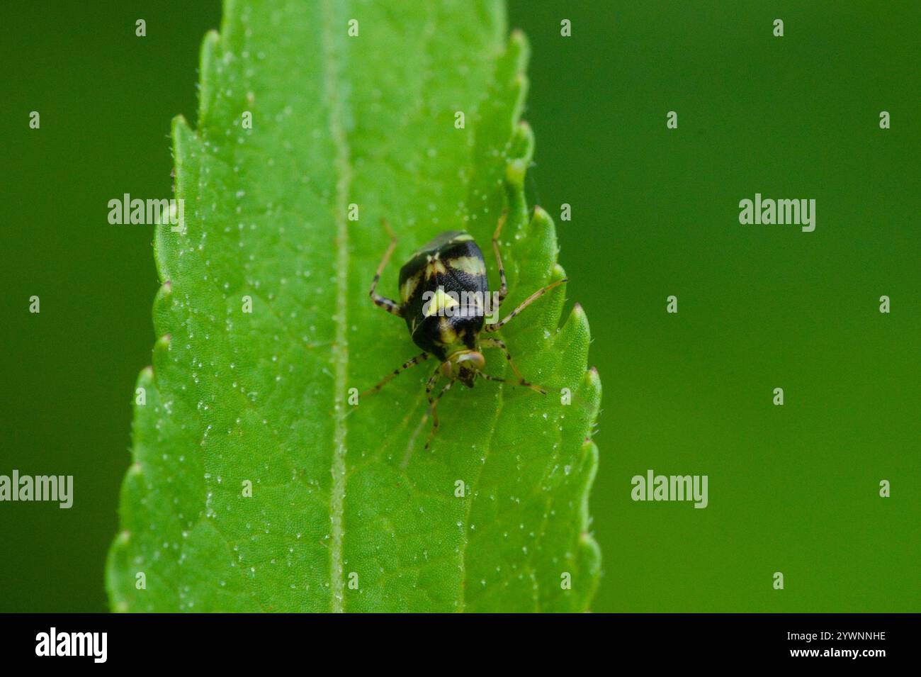 Three Spotted Nettle Bug (Liocoris tripustulatus Stock Photo - Alamy