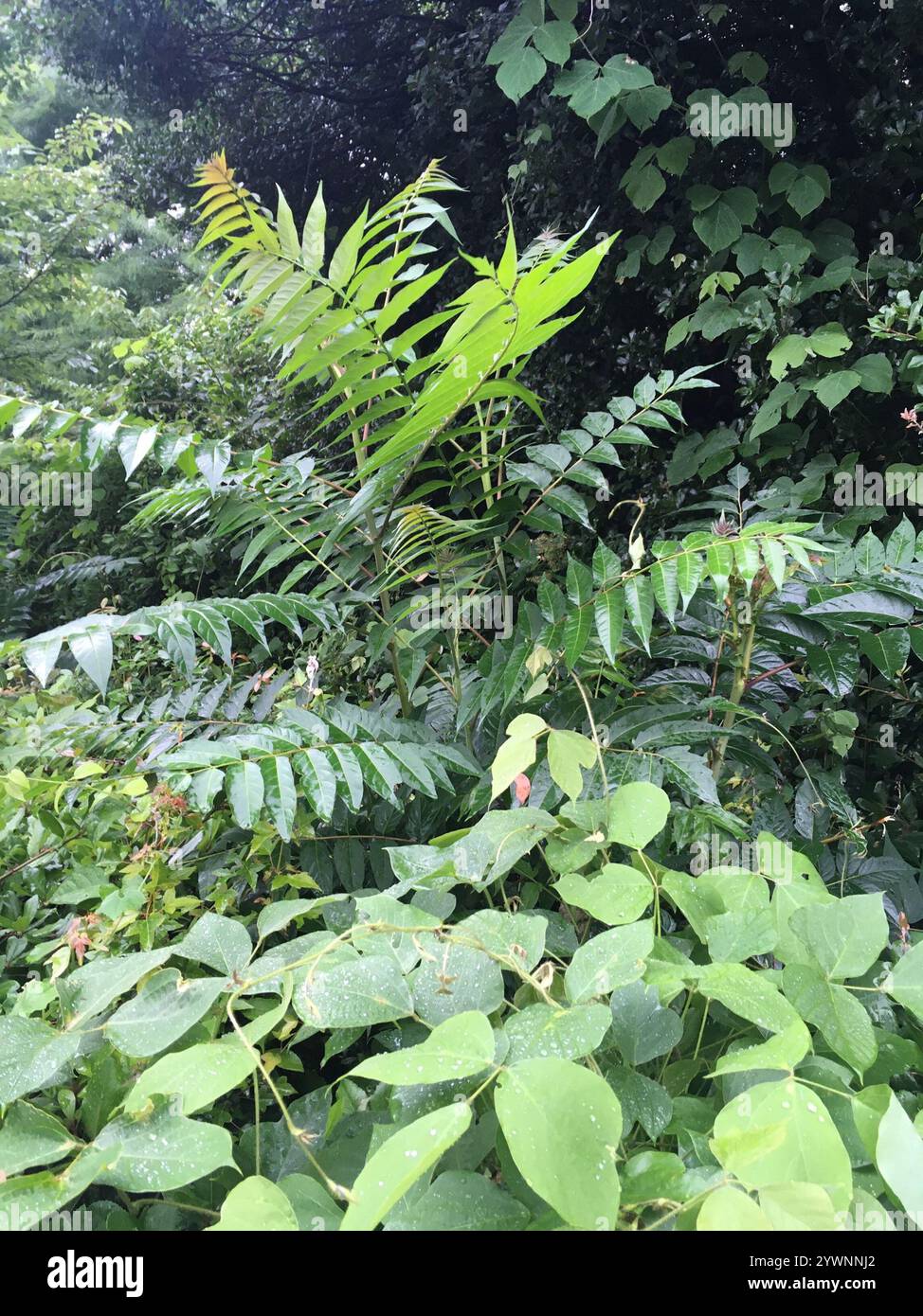tree-of-heaven (Ailanthus altissima Stock Photo - Alamy