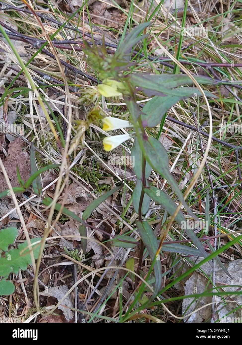 Common Cow-wheat (Melampyrum pratense Stock Photo - Alamy