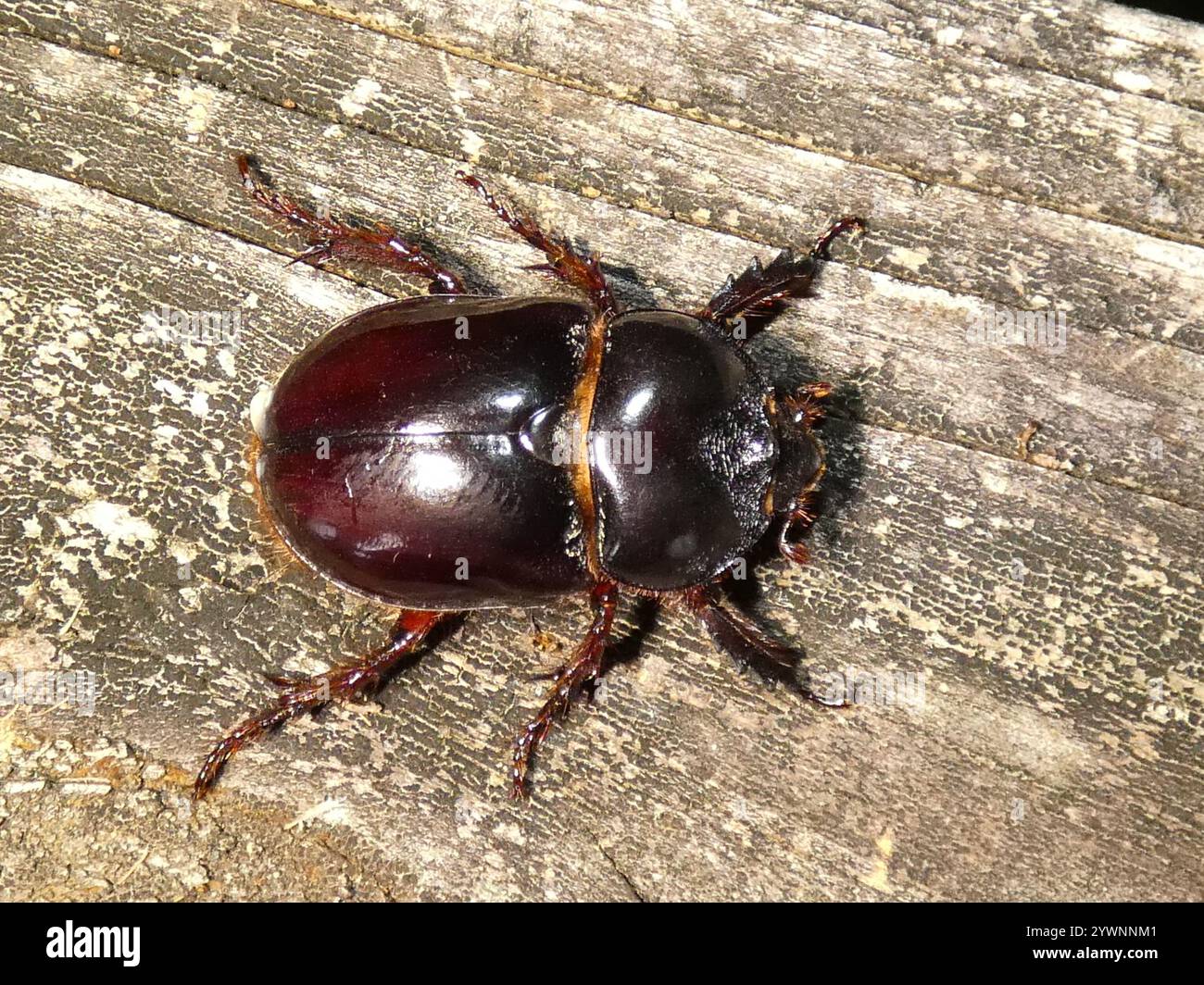 Smooth Ox Beetle (Strategus antaeus Stock Photo - Alamy