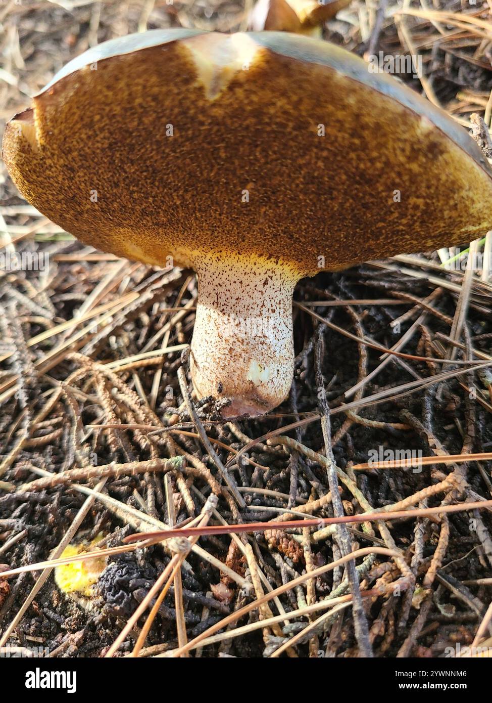 Dotted-stalked Suillus (Suillus granulatus Stock Photo - Alamy
