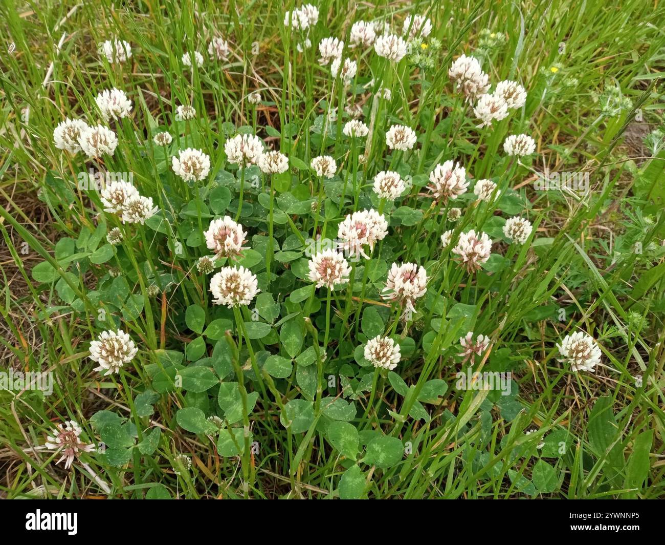 white clover (Trifolium repens Stock Photo - Alamy