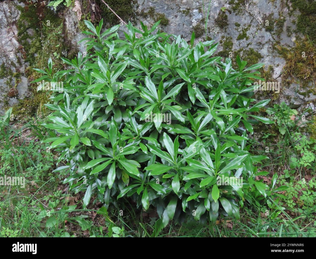 Laurel daphne hi-res stock photography and images - Alamy