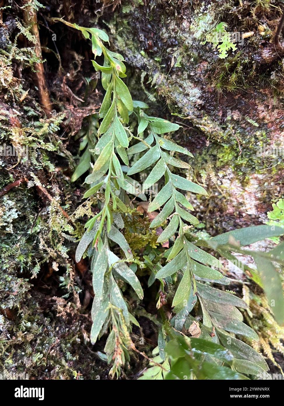 Tmesipteris hi-res stock photography and images - Alamy