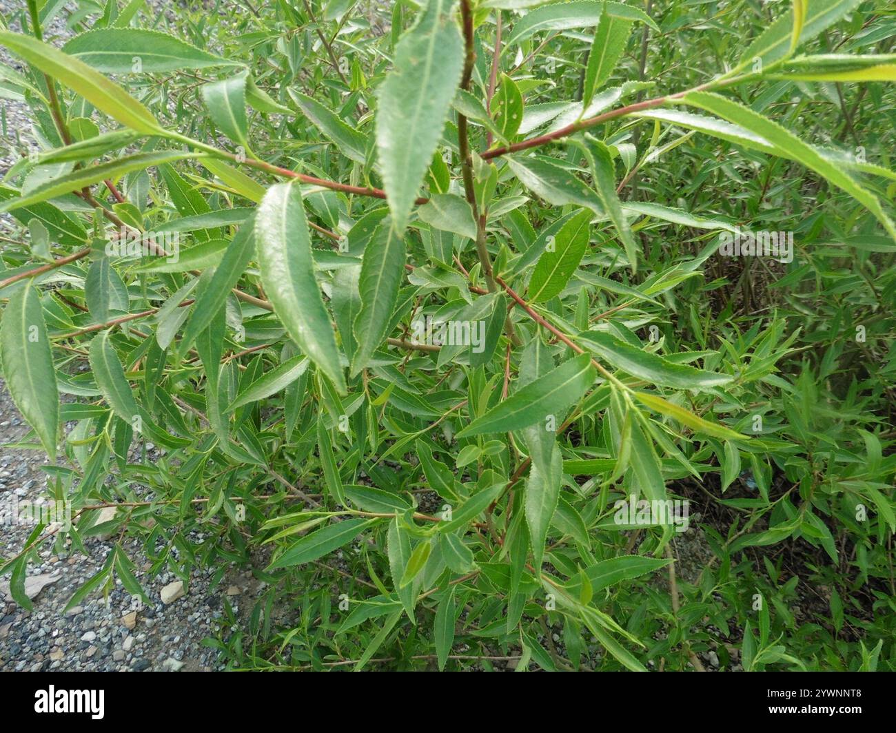 Almond Willow (Salix triandra Stock Photo - Alamy