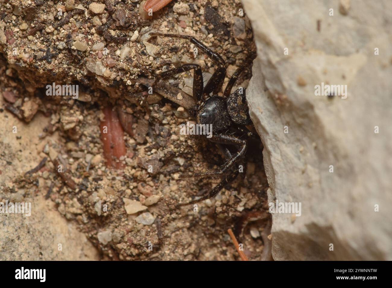 Utah Crab Spider (Bassaniana utahensis Stock Photo - Alamy