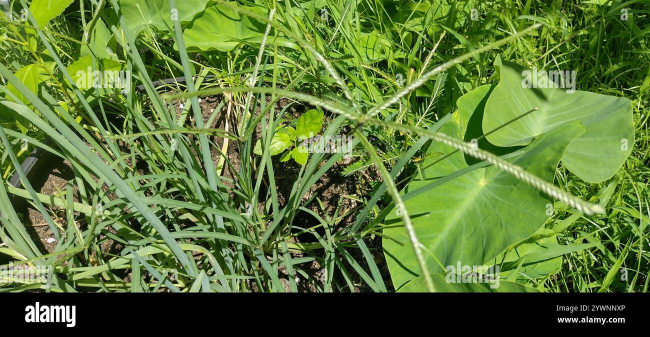 Goose Grass (Eleusine indica Stock Photo - Alamy