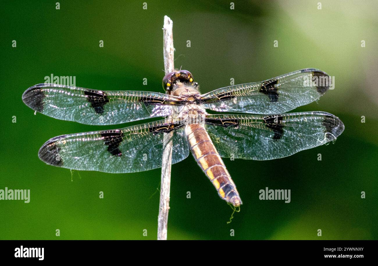 Twelve-spotted Skimmer (Libellula pulchella Stock Photo - Alamy