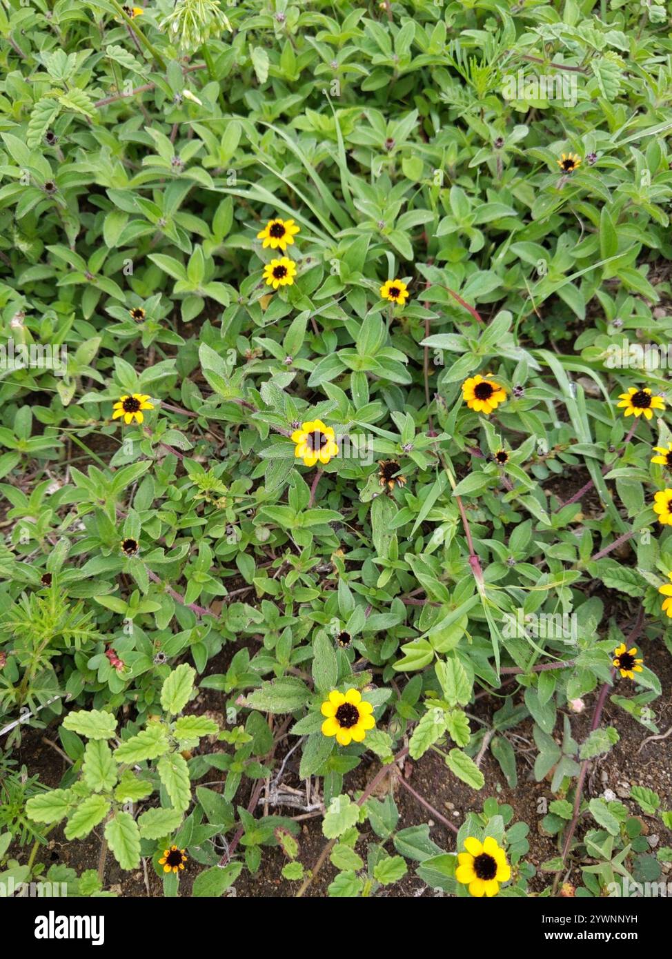 Mexican Creeping Zinnia (Sanvitalia procumbens Stock Photo - Alamy