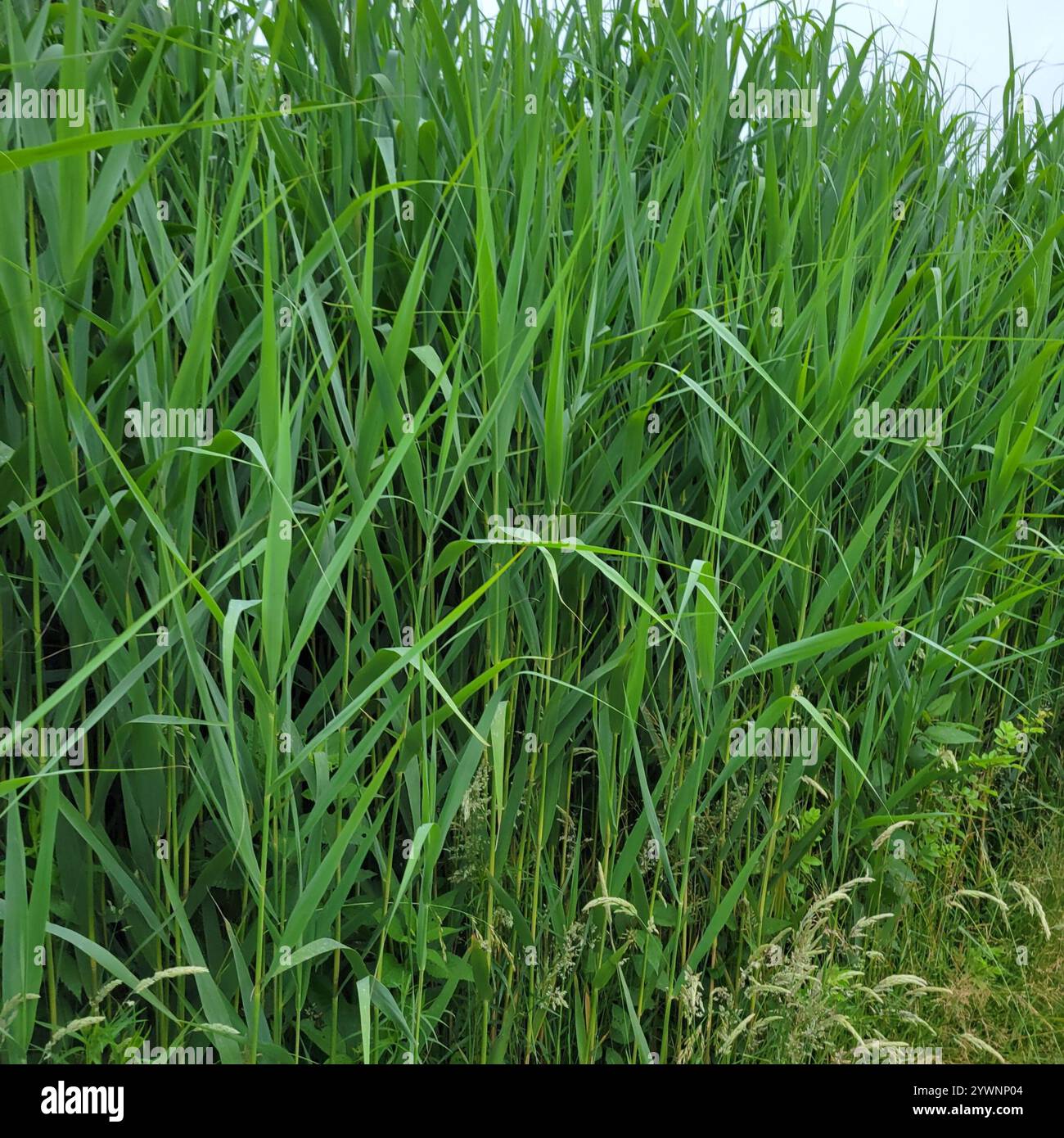 rice cutgrass (Leersia oryzoides Stock Photo - Alamy
