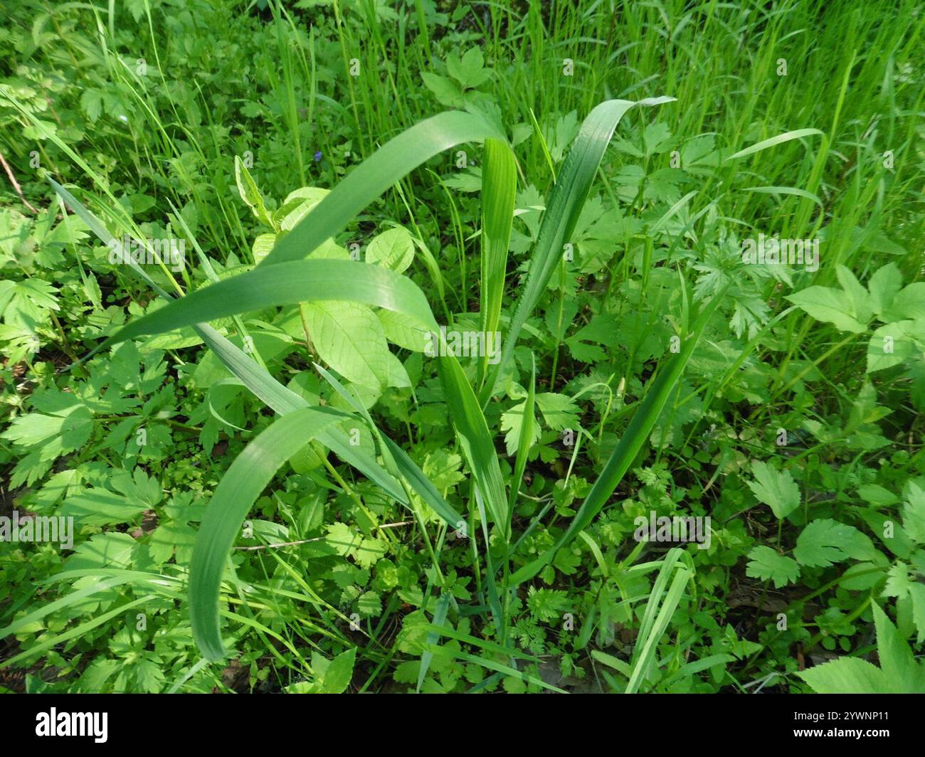 Wood Millet (Milium effusum Stock Photo - Alamy